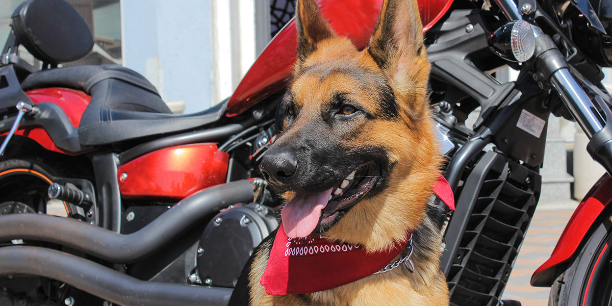 What to Know When Riding with Your Pet - Cycle Trader Blog
